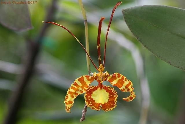 Orquídea Mariposa: Segredos para Cultivar